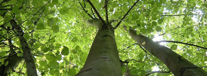 World first as scientists sequence the genome of the Ash tree - 311 ...