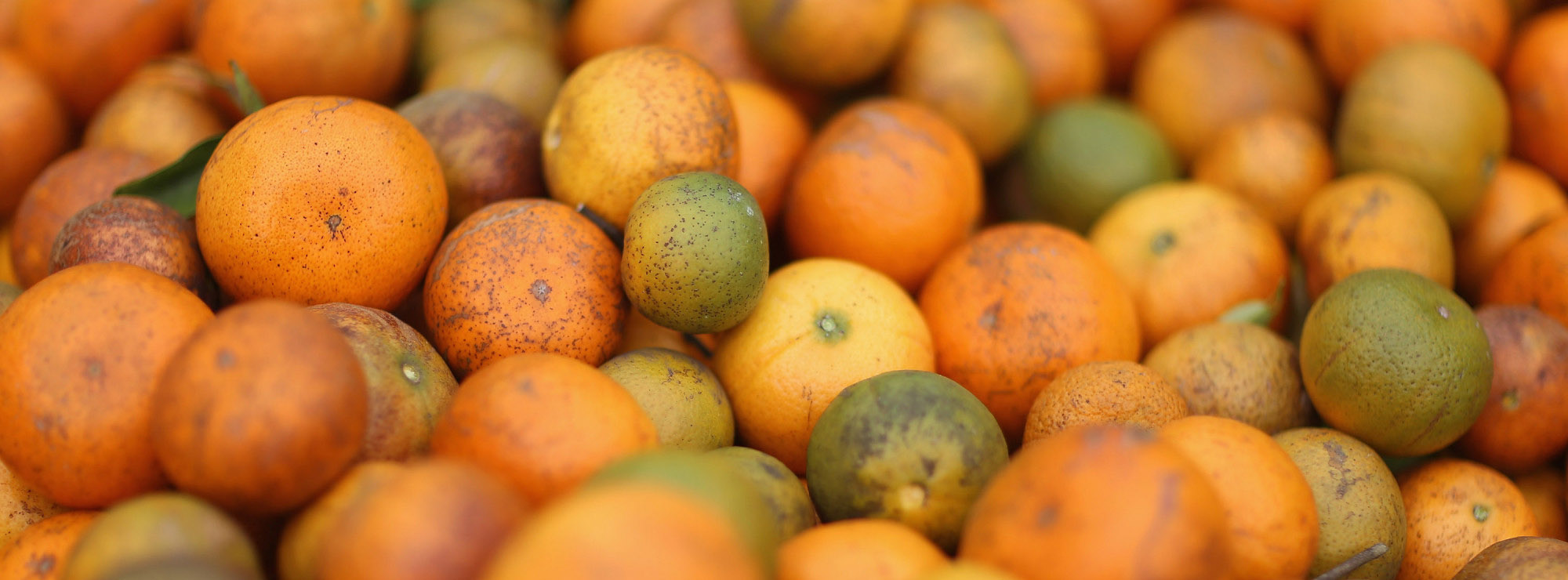 DARPA wants to use genetically modified bugs to rejuvenate dead and ...