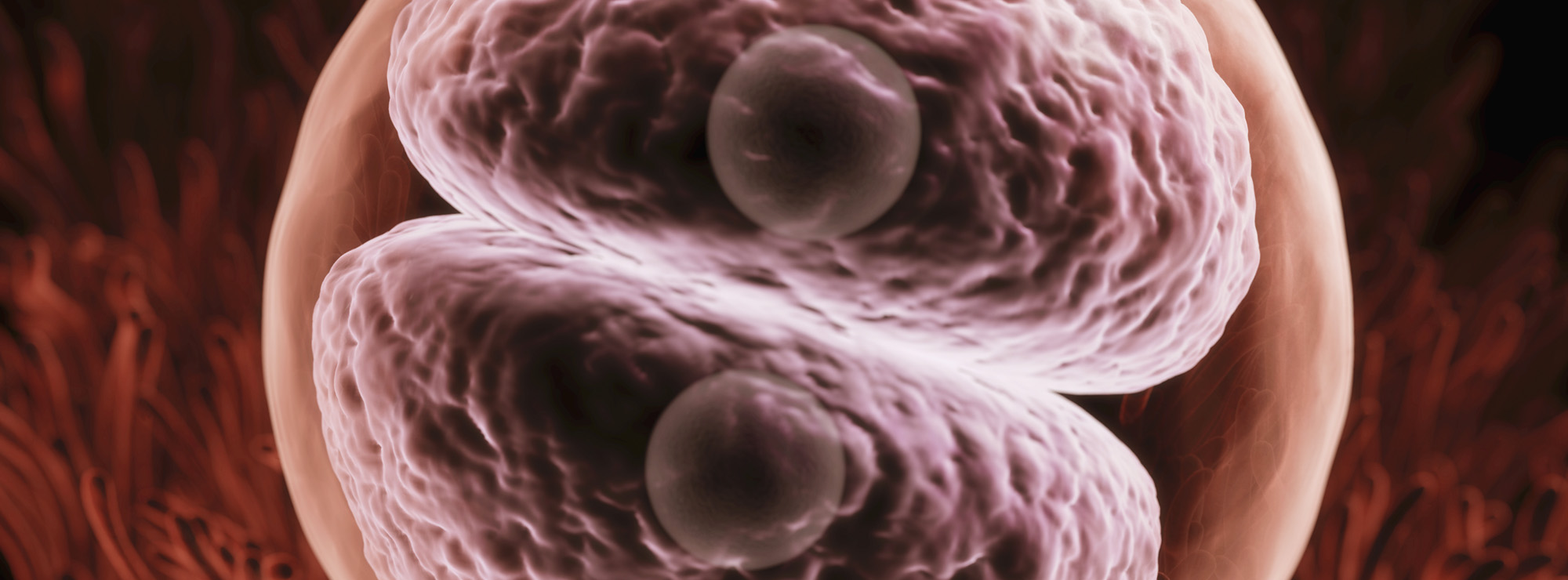 3D Printed Ovaries Help Infertile Mice Give Birth | 311 Institute
