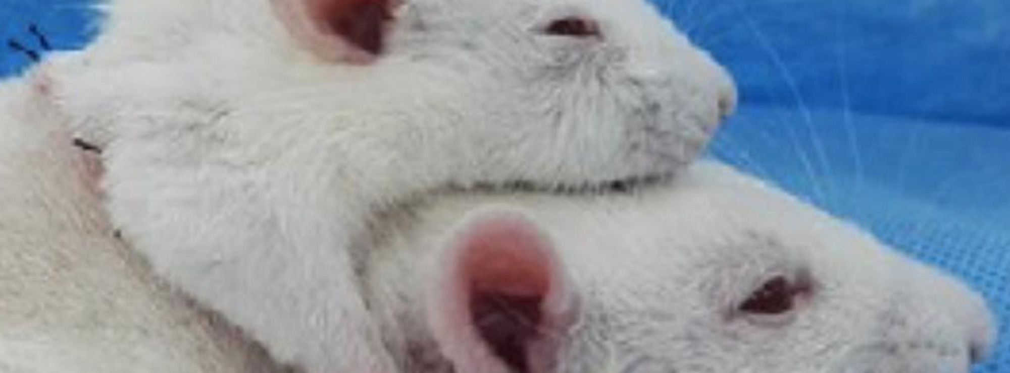 Scientists two headed 'Franken-Rat' paves the way for human head ...
