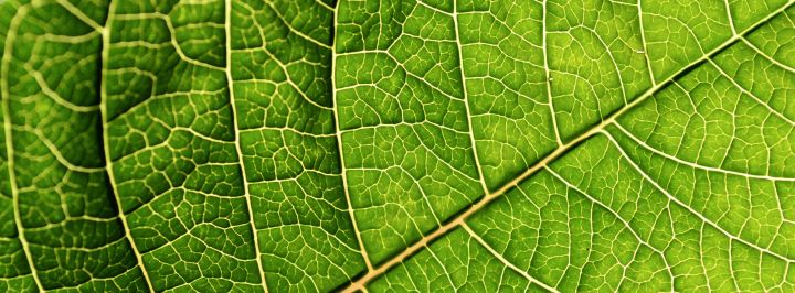 Bionic leaf could revolutionise energy and manufacturing - 311 Institute