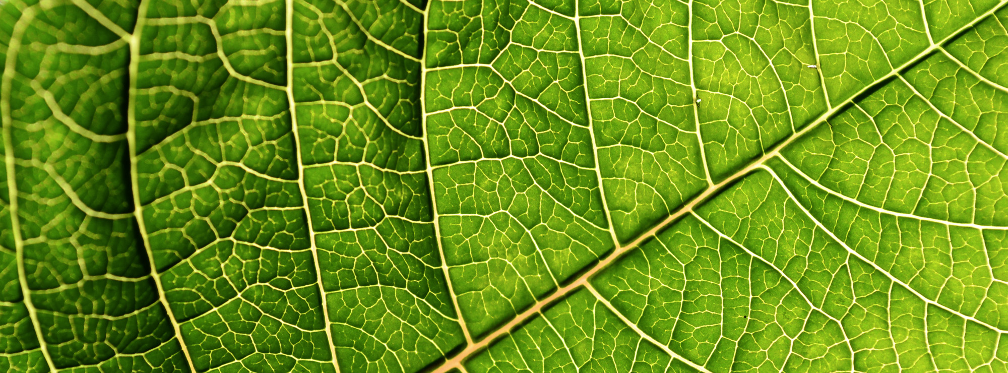 Bionic leaf could revolutionise energy and manufacturing - 311 Institute
