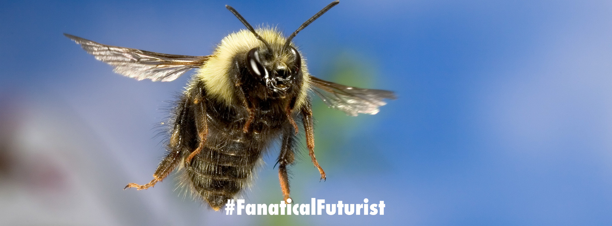 Mine hunting bees tracked with Lidar help farmers boost crop yields ...