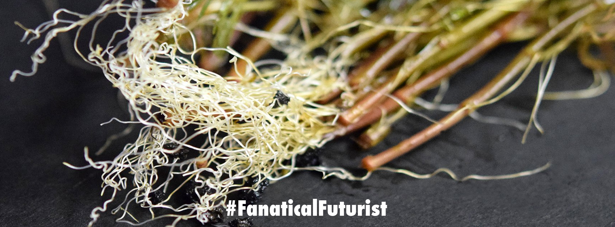 First came robots, then robotic plants that grow - 311 Institute