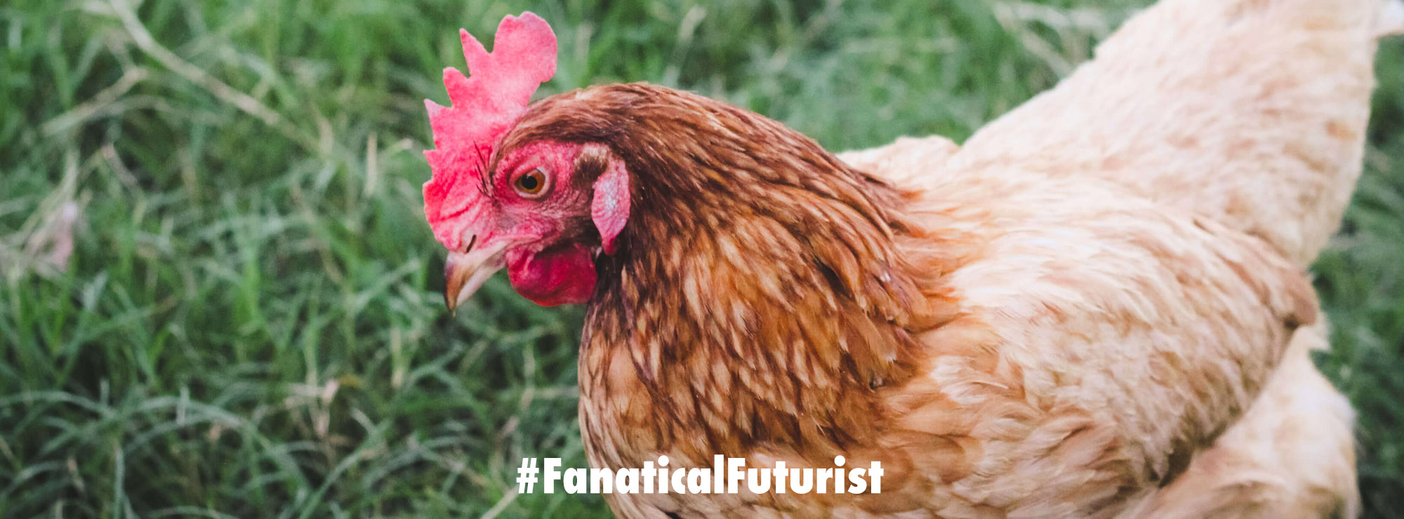 Genetic engineering breakthrough turns chickens into egg laying ...