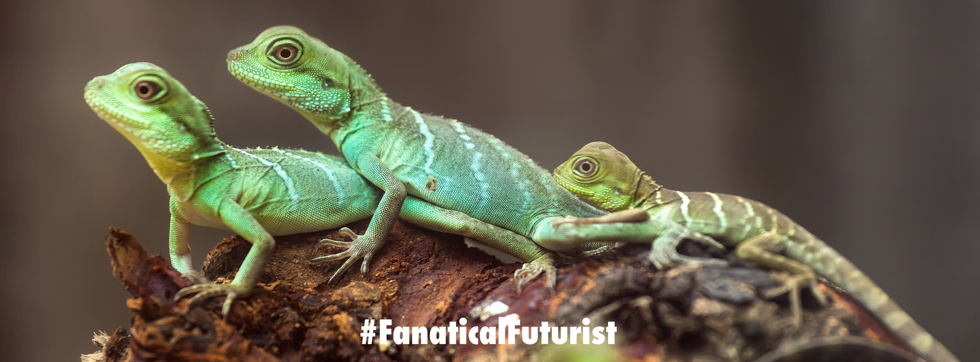 Scientists gene hacked lizards to make them albino - 311 Institute