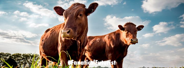 Genetically engineered cattle only produce male offspring to save the ...