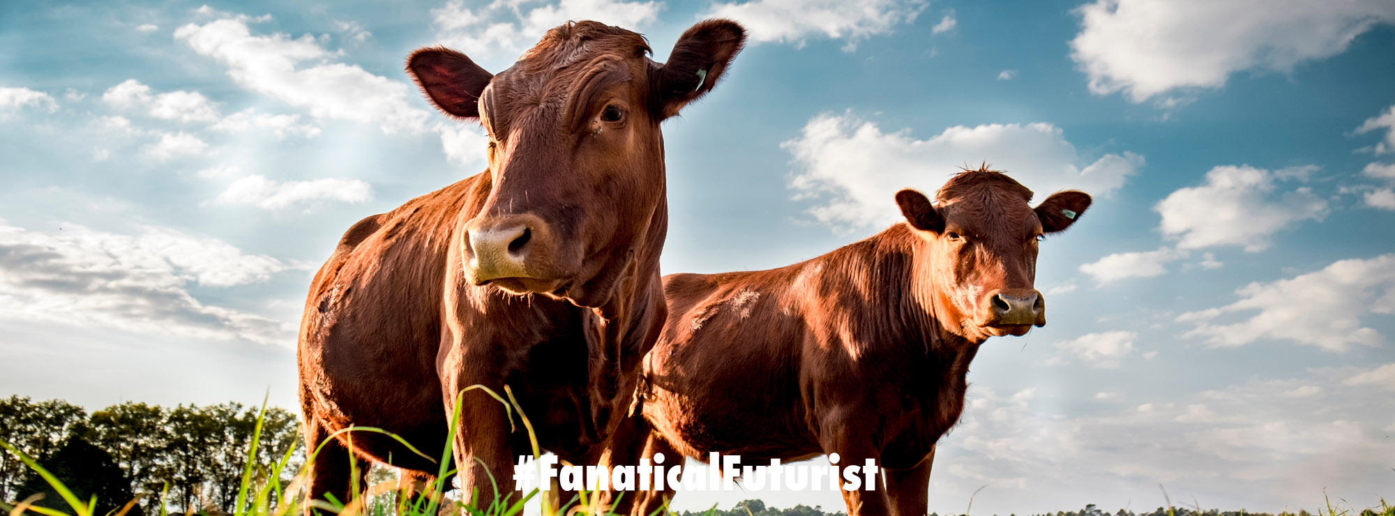 Genetically engineered cattle only produce male offspring to save the ...