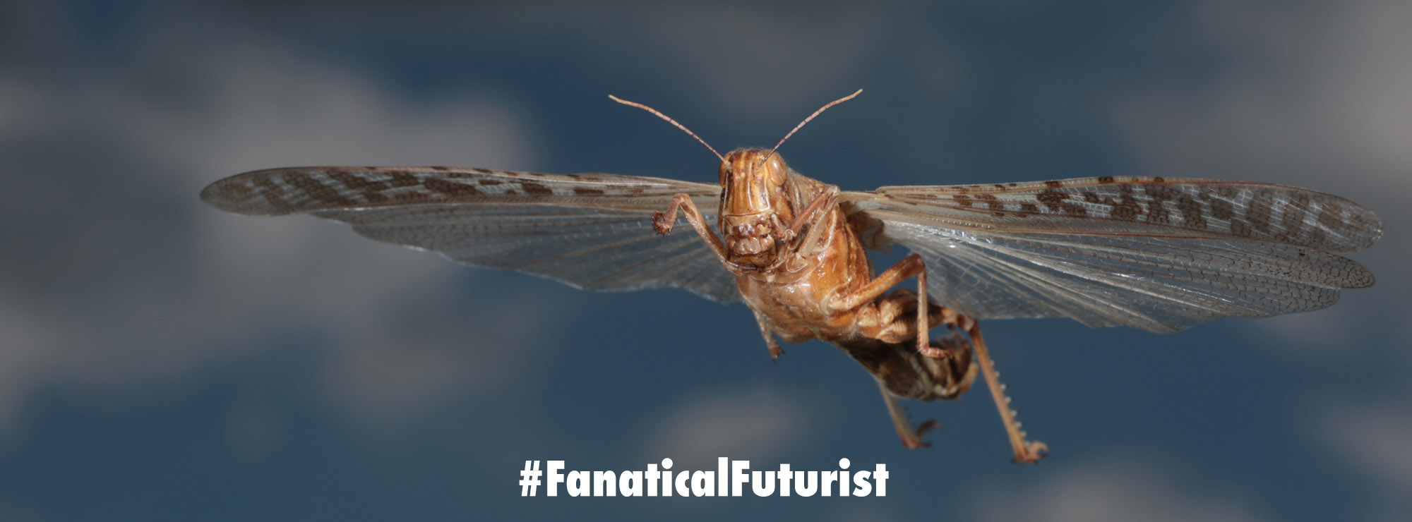 Cyborg locusts get called up to sniff out bombs after scientists make ...