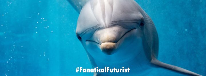 Hyper realistic robot dolphins pave the way for the first animatronic ...