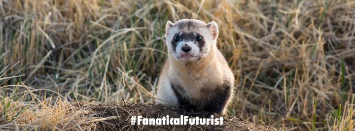 This ferret died 33 years ago and scientists bought it back to life ...