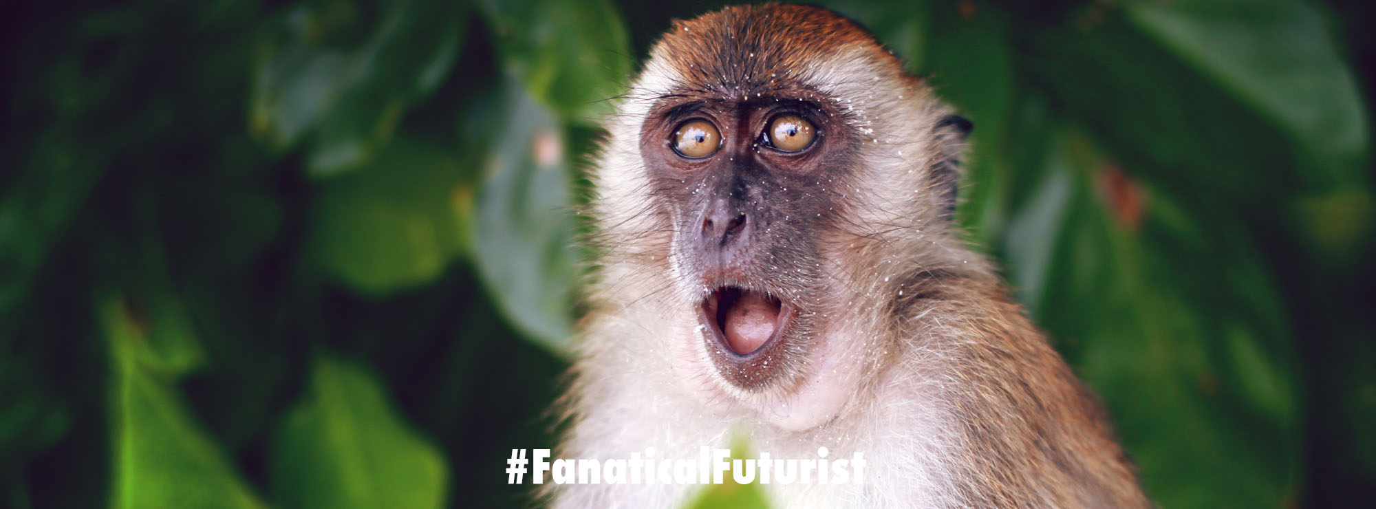 Scientists use ultrasound to remotely read the minds of monkeys - 311 ...