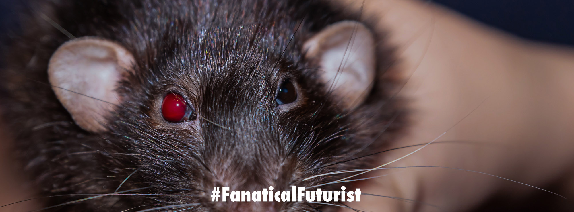 Researchers create a cyborg rat that can be controlled with human mind ...