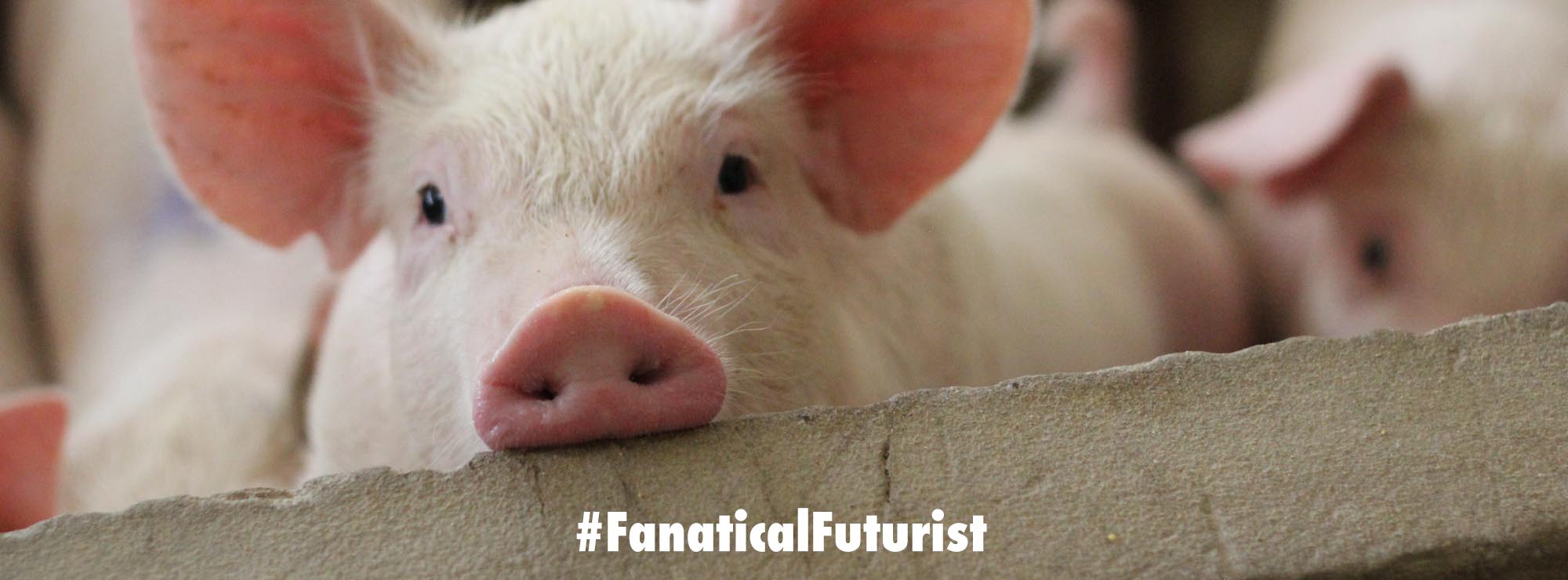 Researchers have created an AI universal translator for pigs - 311 ...