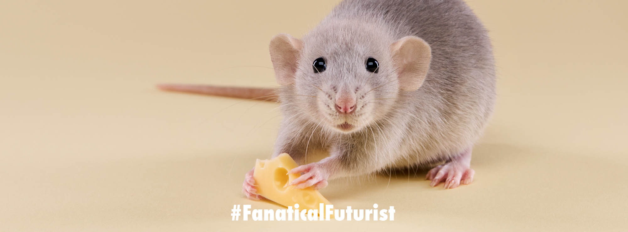 New brain decoding tech lets researchers see through the eyes of Mice ...