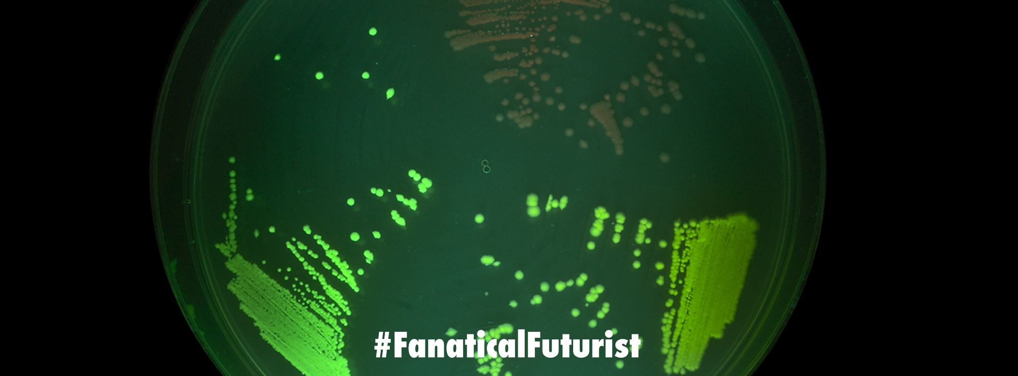 The first ever bacterial display can run DOOM really slowly - 311 Institute