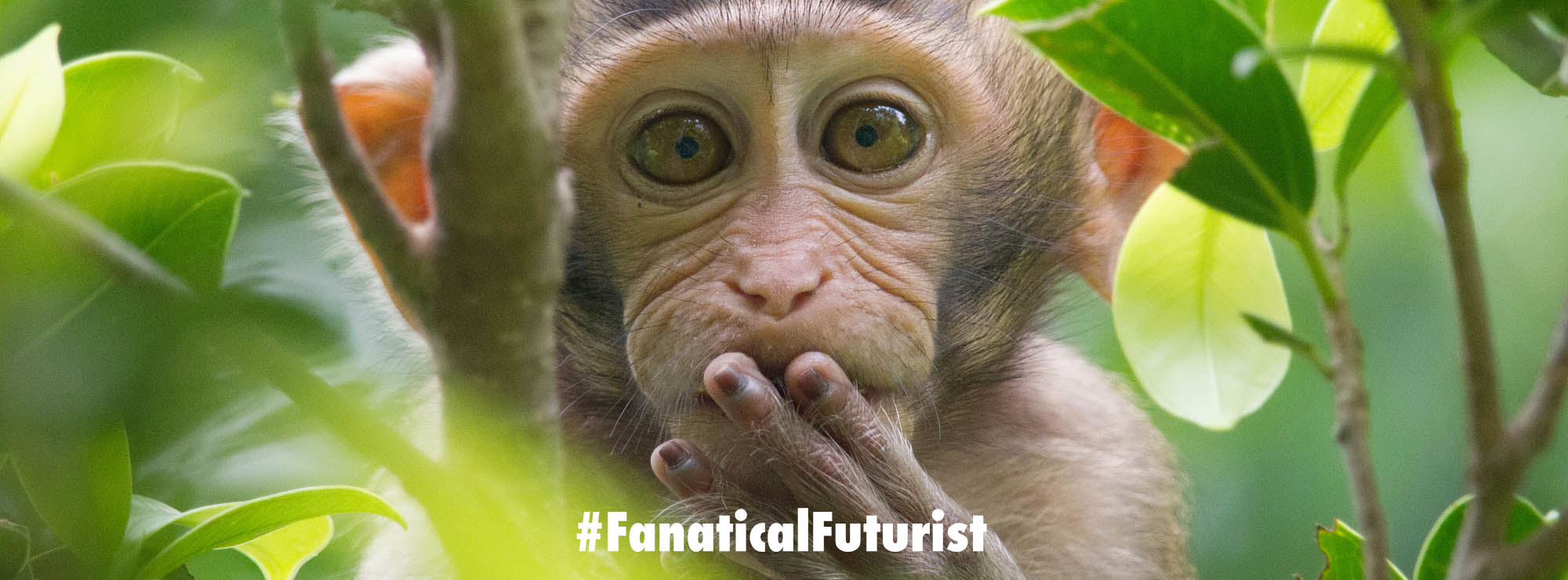 Scientists created a glowing chimeric monkey with two sets of DNA - 311 ...