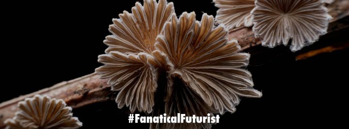 Scientists built a biohybrid robot that's part fungus part machine ...