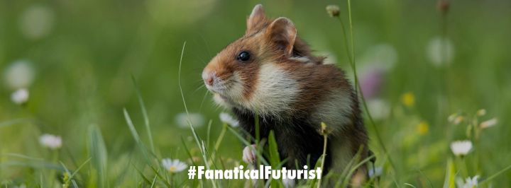 Researchers have created Hamsters that photosynthesise their energy ...