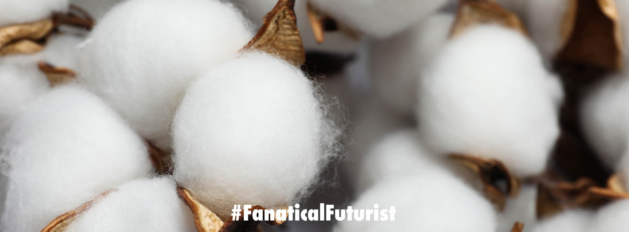 Startup Galy finally releases its lab grown cotton into the market ...